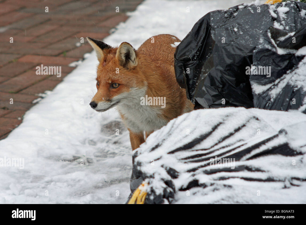 2010 big freeze hi-res stock photography and images - Alamy