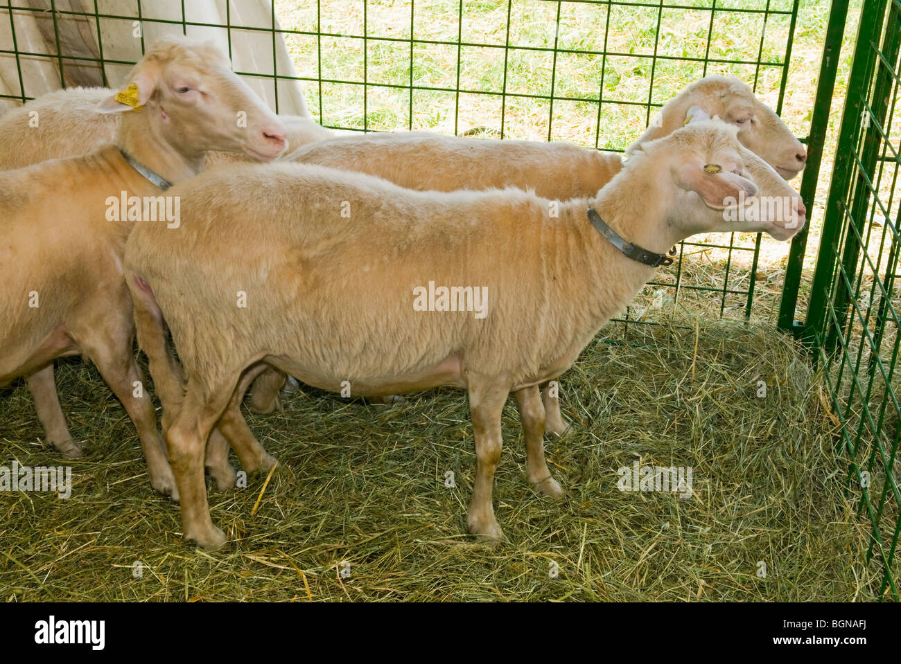 Pecora sarda hi-res stock photography and images - Alamy