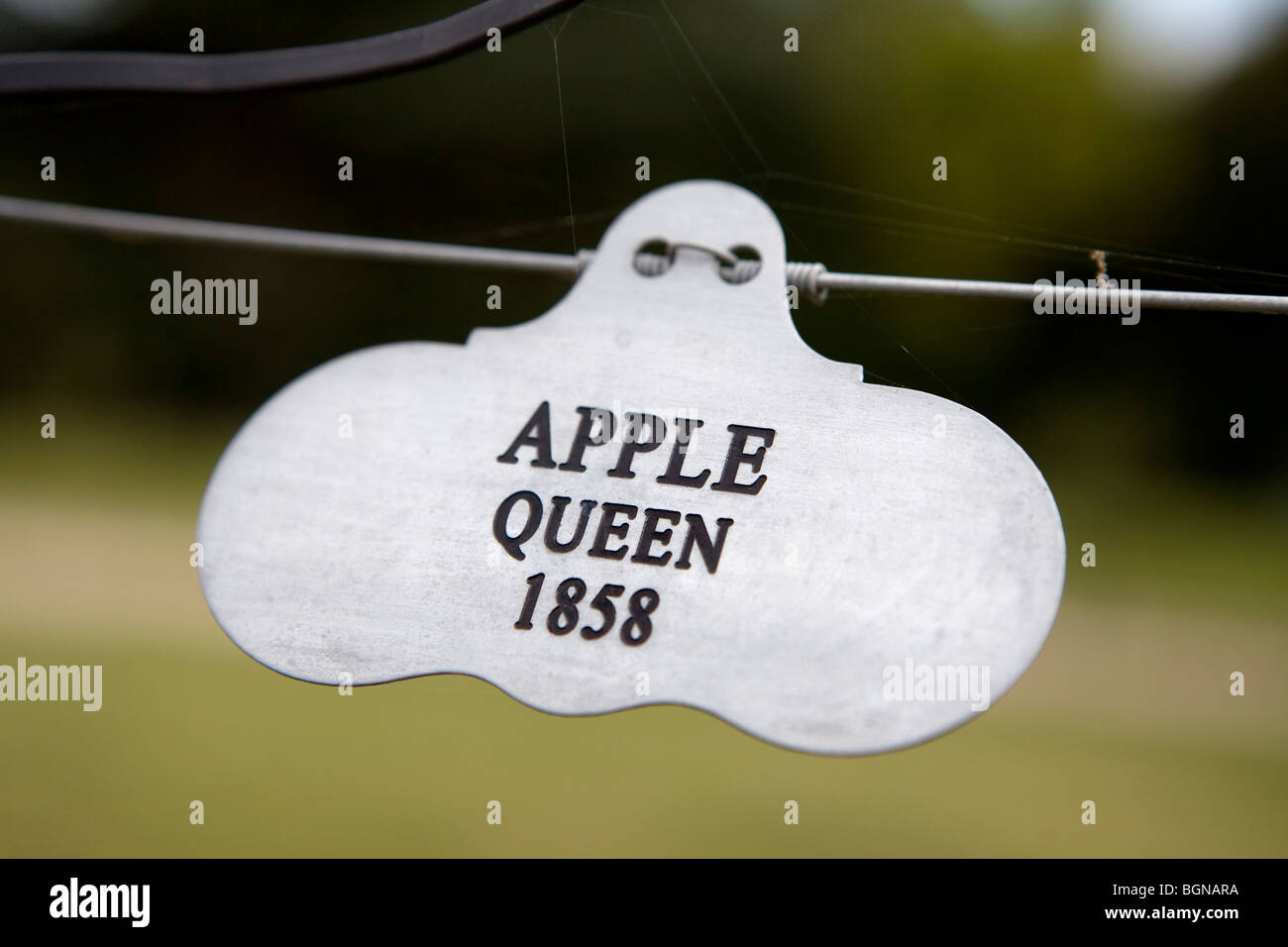 plaque with the inscription varieties of apple 'Apple Queen' Stock ...