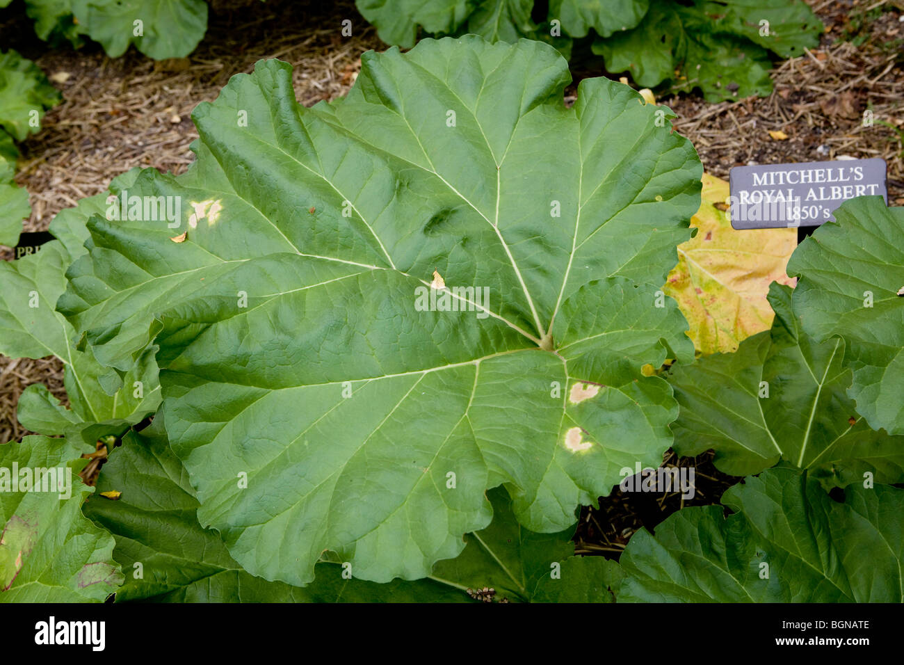 rhubarb in botanical gardens Stock Photo - Alamy