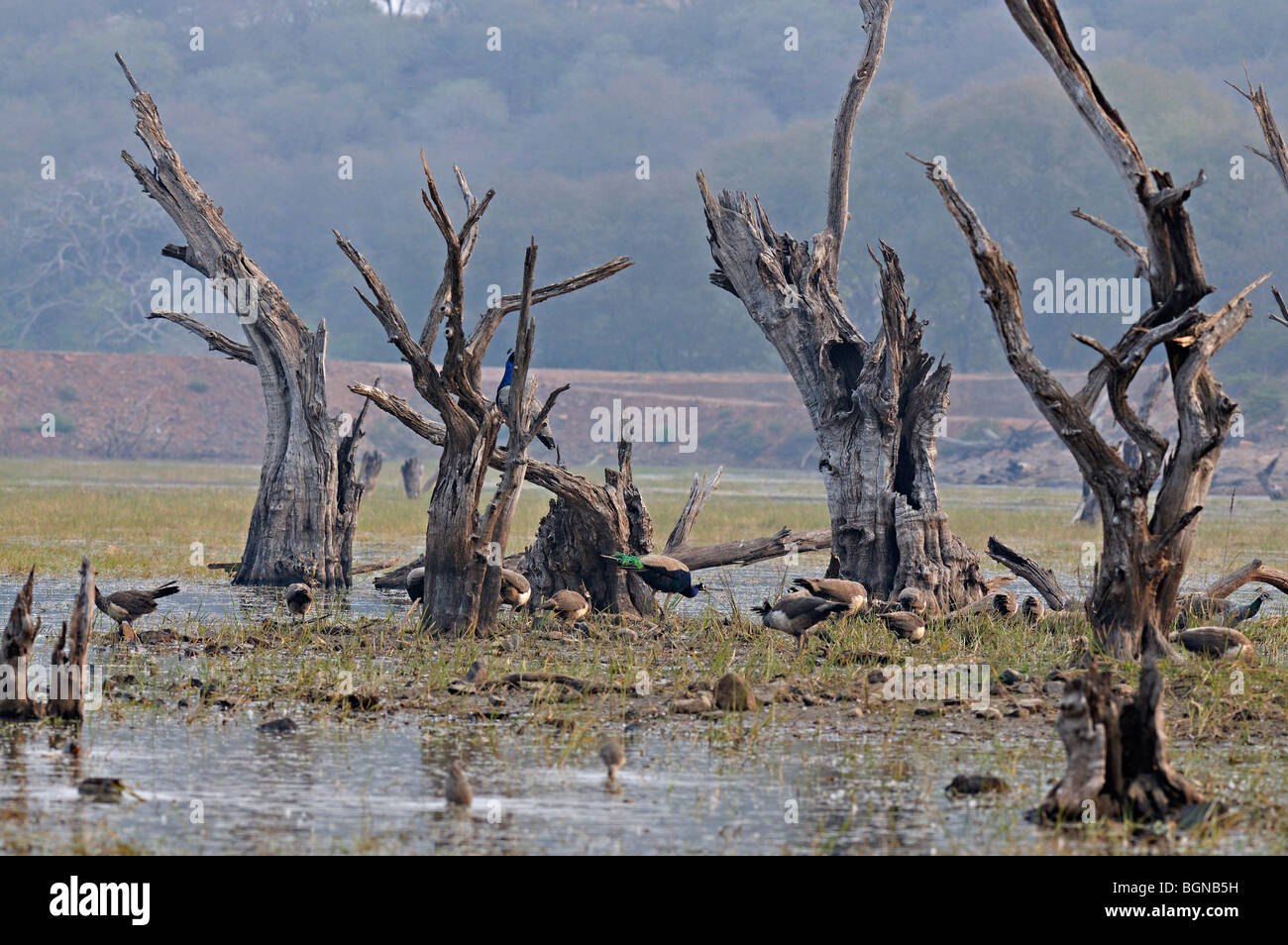 Dead trees in a lake hi-res stock photography and images - Alamy