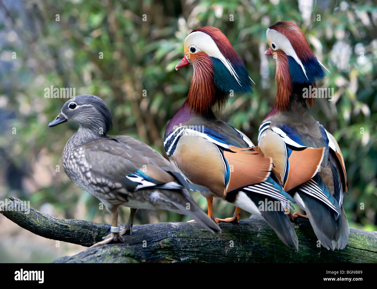 Female mandarin duck hi-res stock photography and images - Alamy