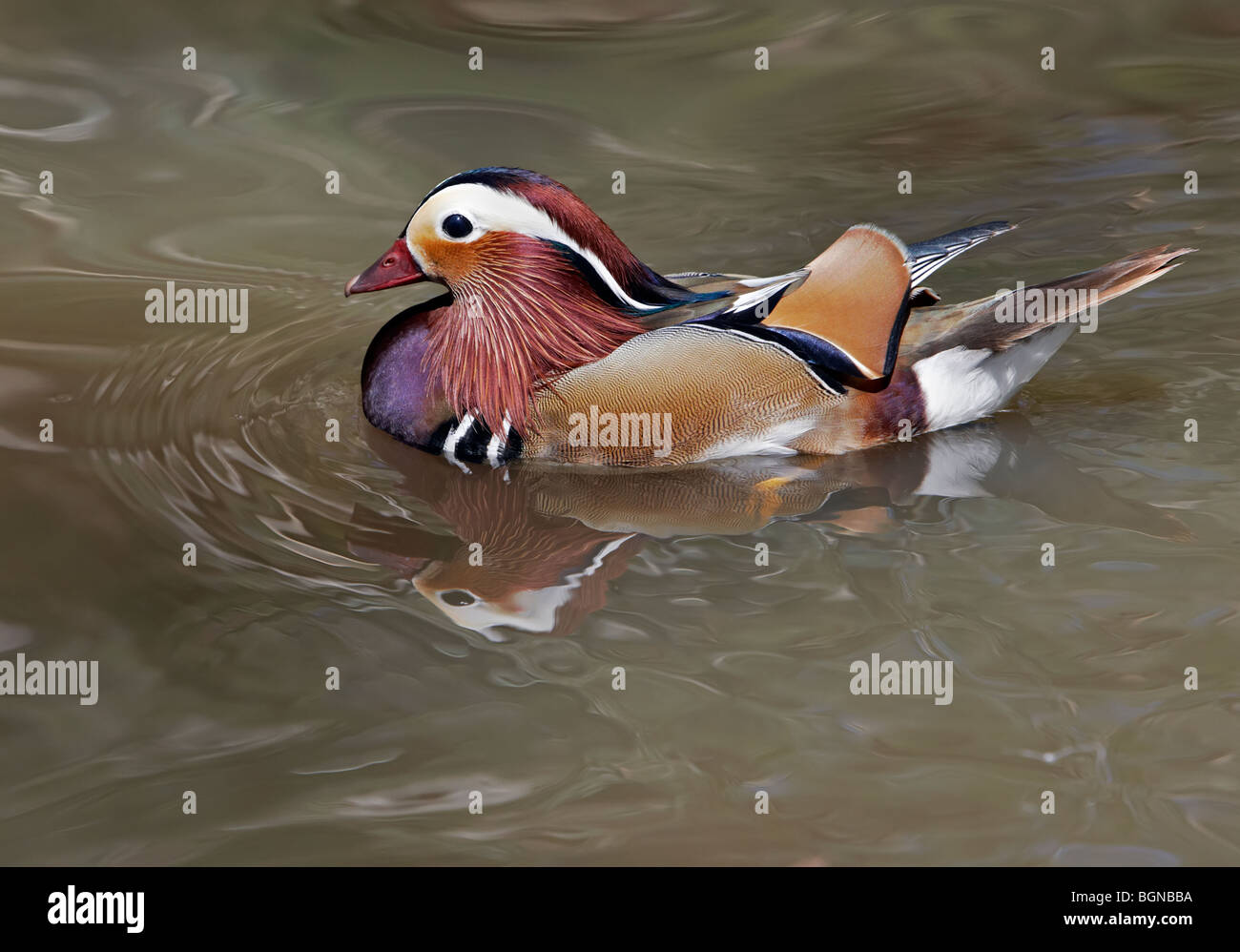 Colorful male duck hi-res stock photography and images - Alamy