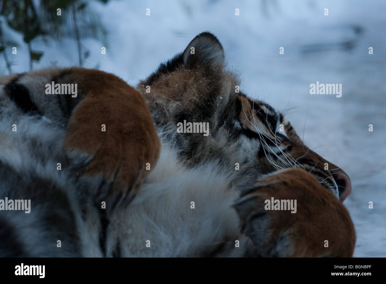 tiger rolling in the snow Stock Photo - Alamy