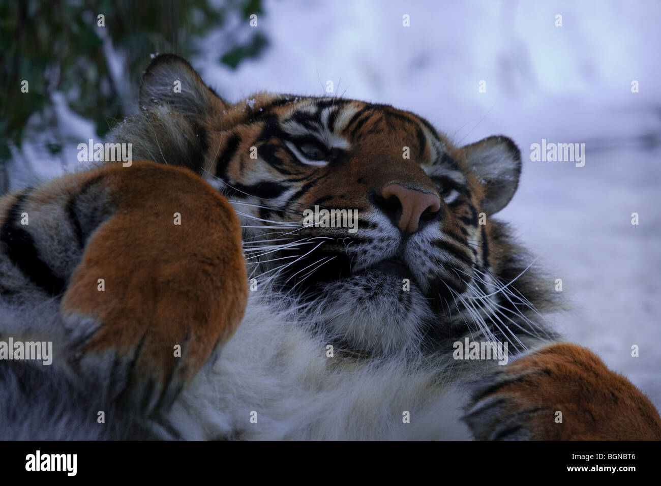 tiger rolling in the snow Stock Photo - Alamy