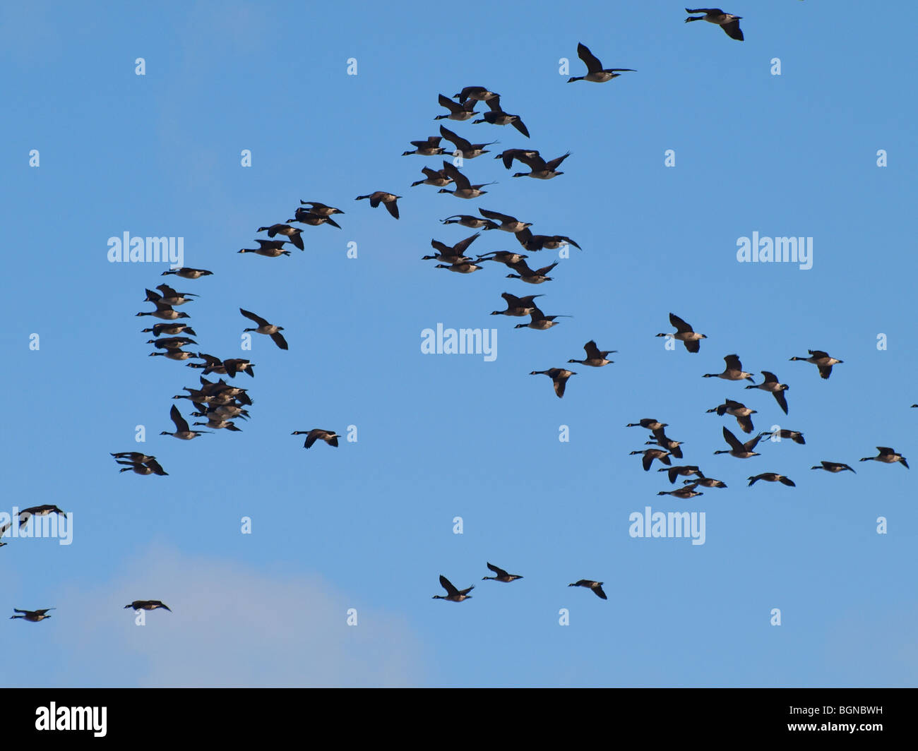 Large birds flying overhead hi-res stock photography and images - Alamy