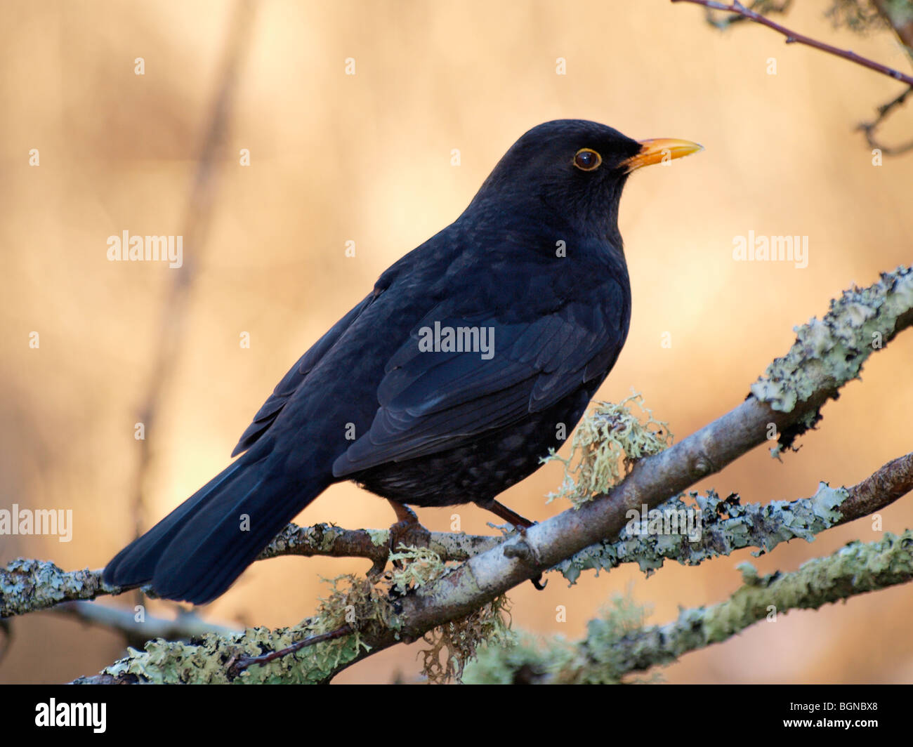 Male Blackbird, Turdus merula, Cornwall, UK Stock Photo - Alamy