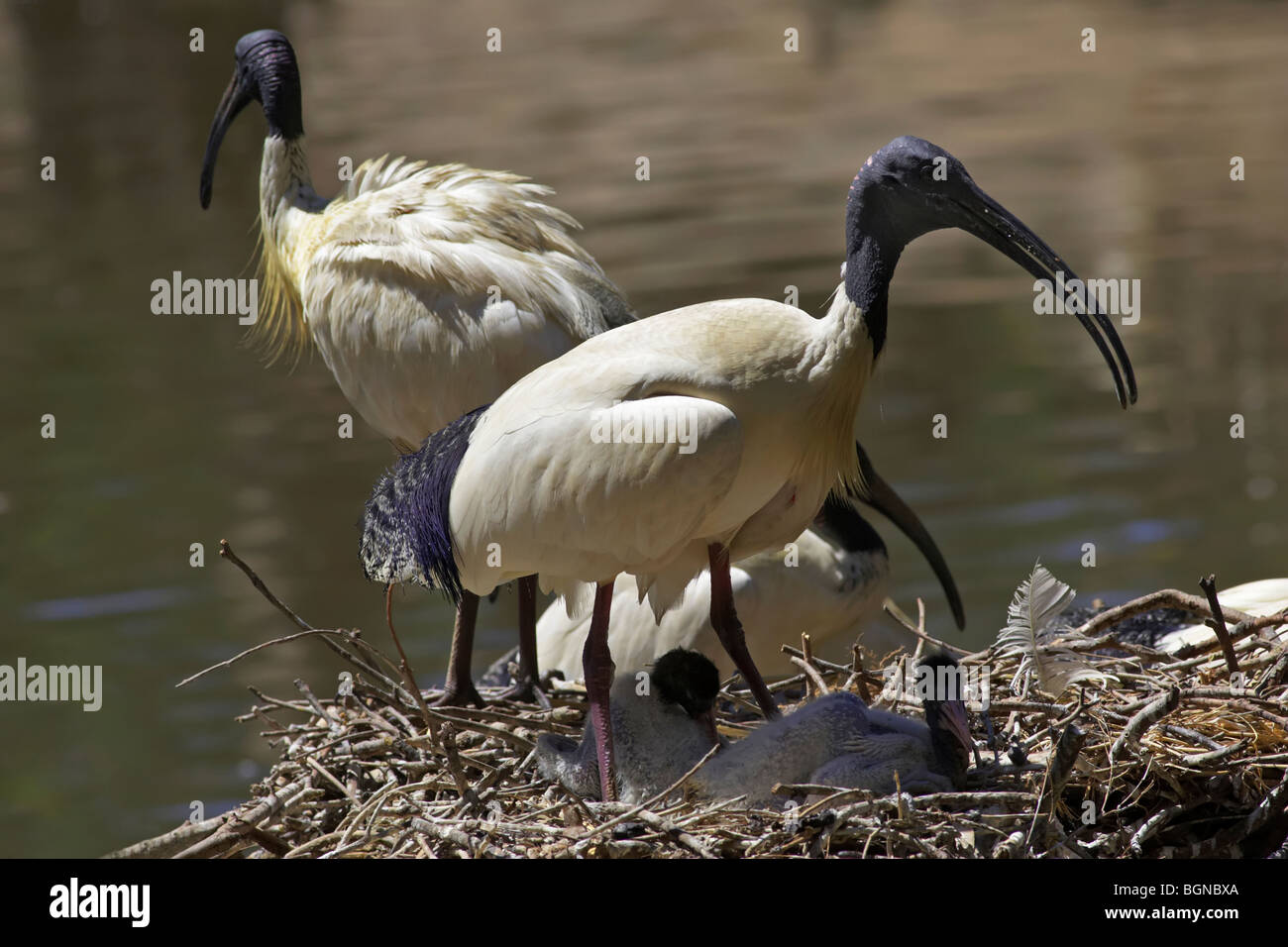 Nesting Sacred Ibis with young Stock Photo - Alamy
