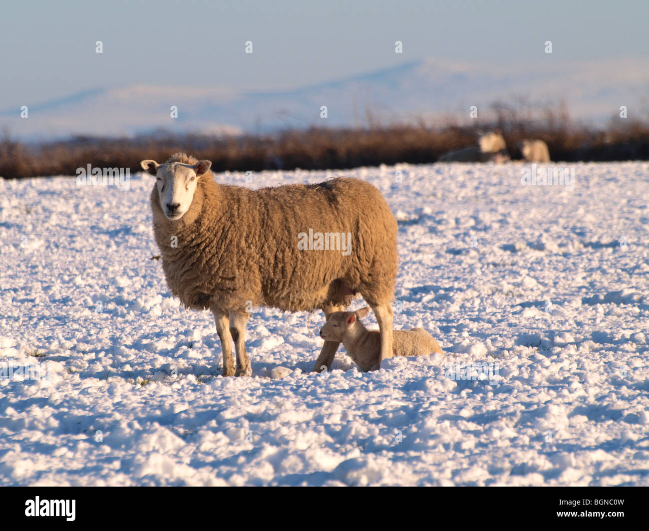 Lamb laying under mum in the snow, Devon Stock Photo - Alamy