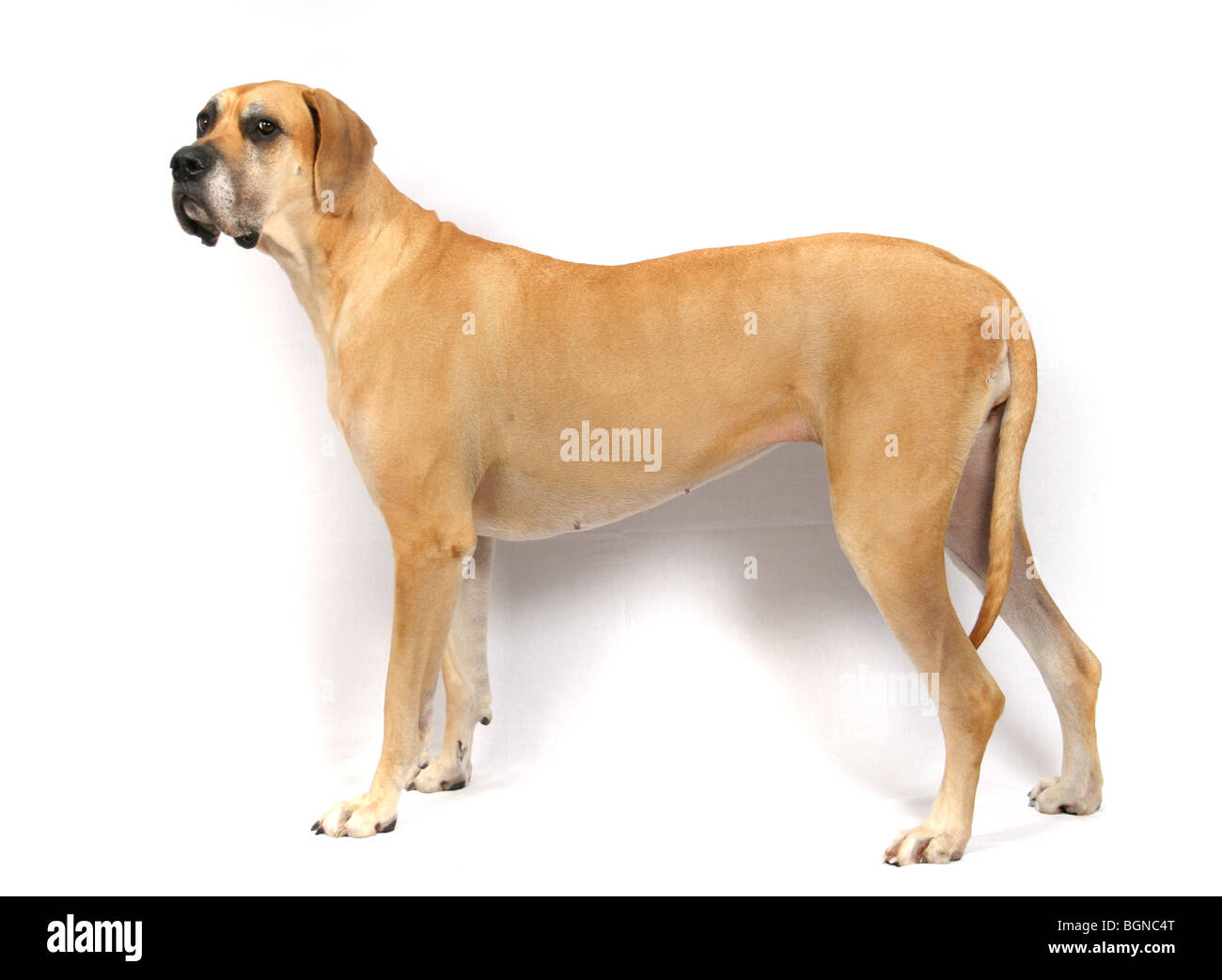 Great for postcard Cut Out Stock Images & Pictures - Alamy