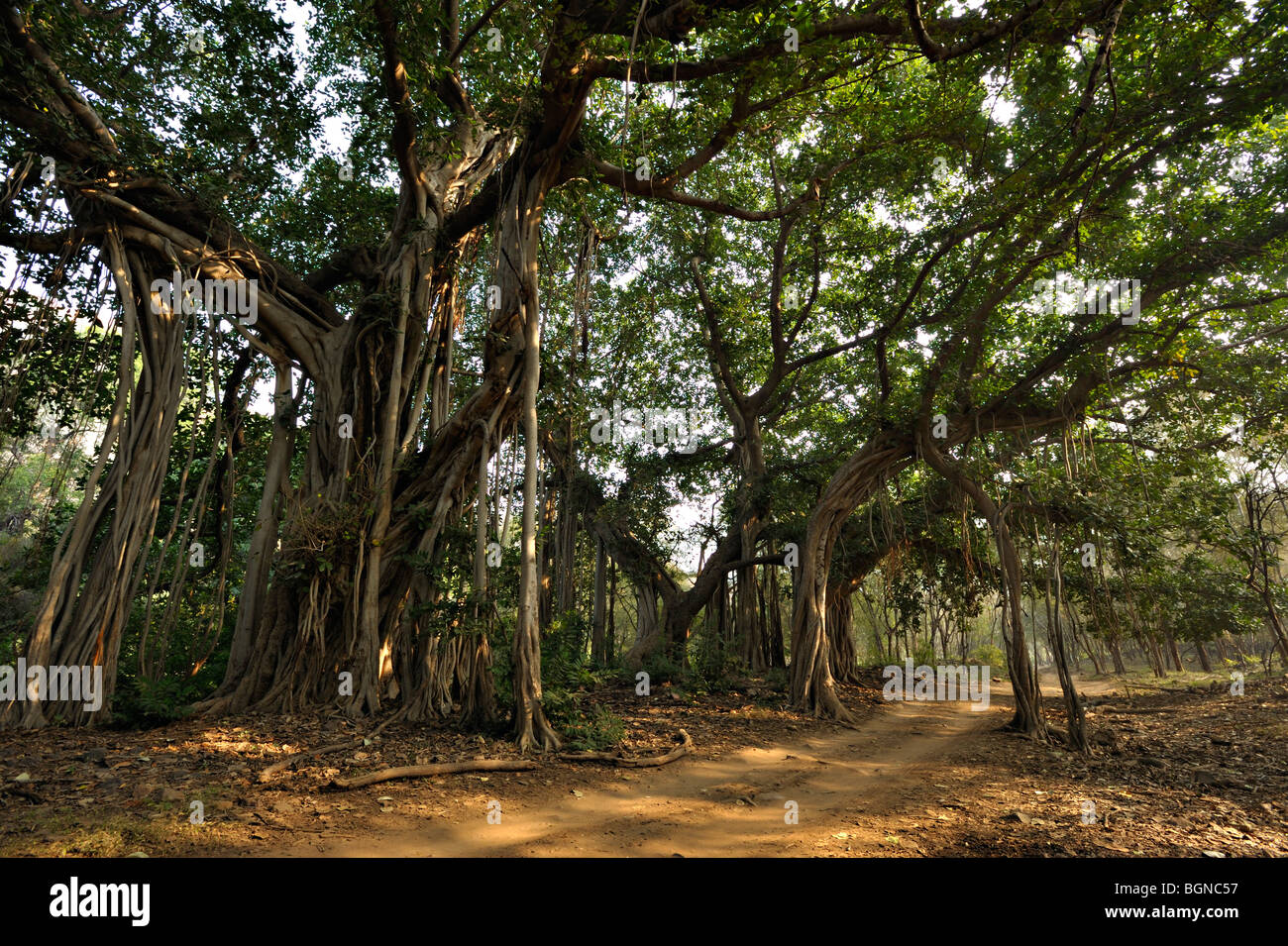 Banyan tree ranthambore national park hi-res stock photography and ...