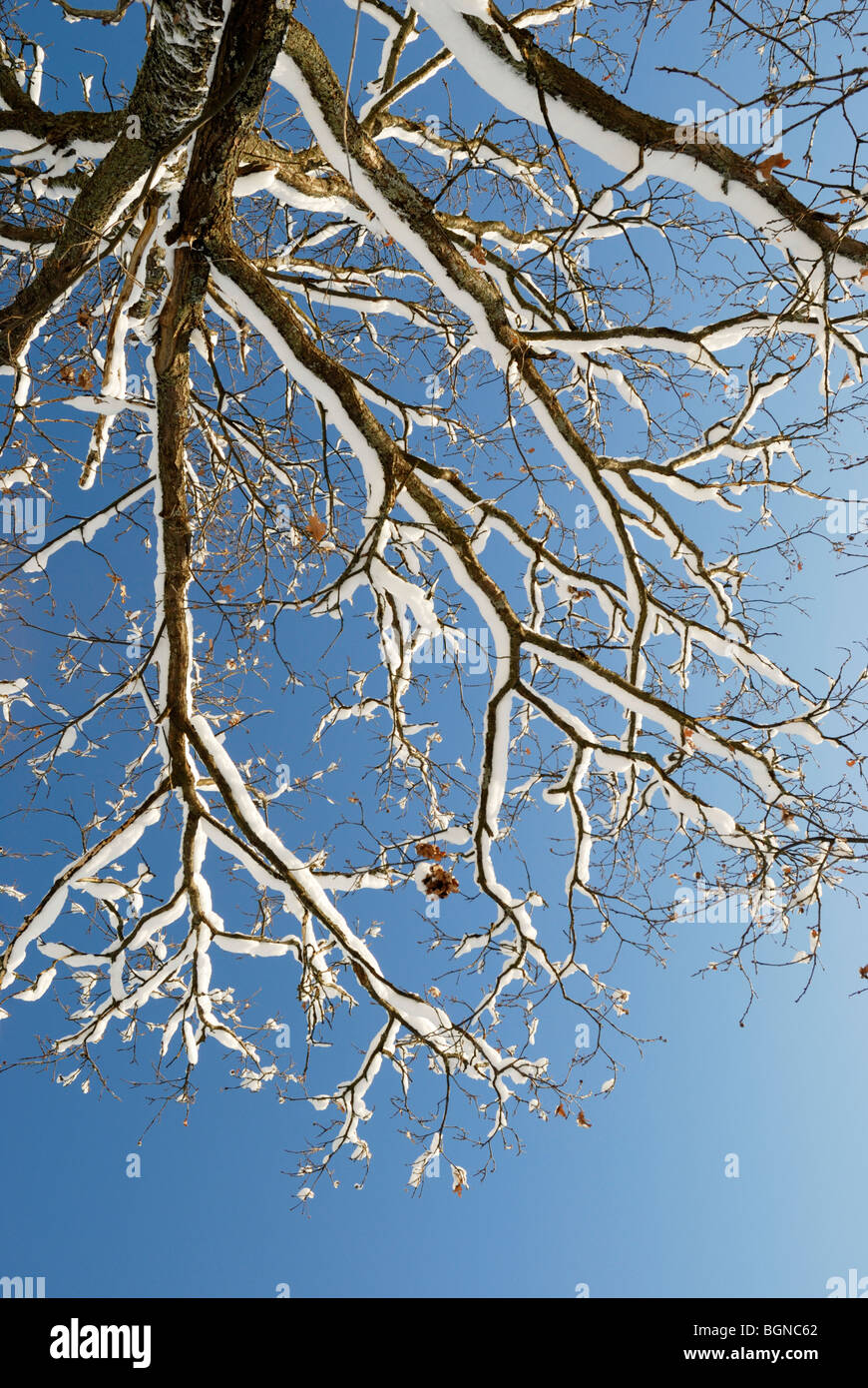 Snowy oak tree branches Stock Photo - Alamy