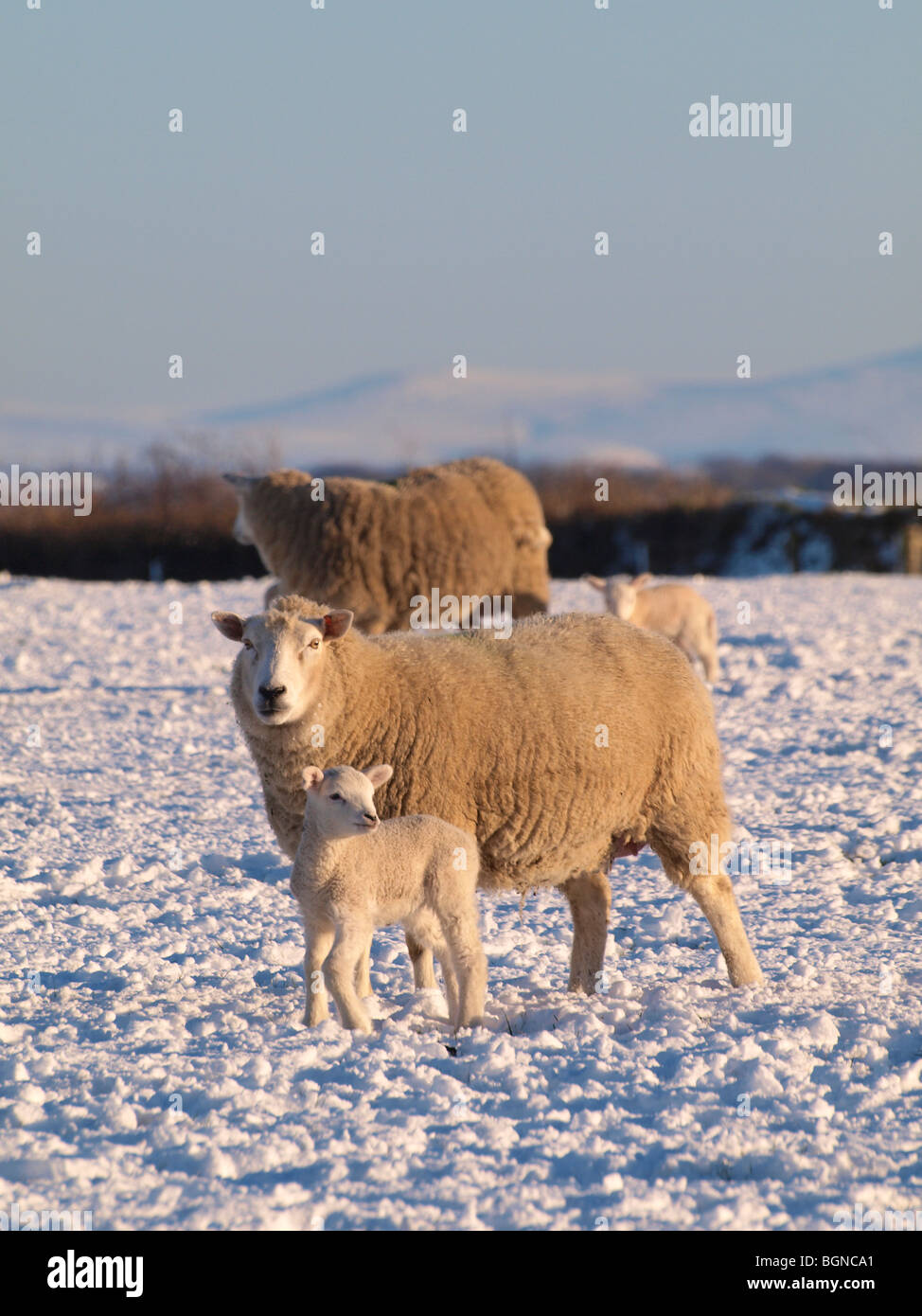 Lamb snow uk hi-res stock photography and images - Alamy