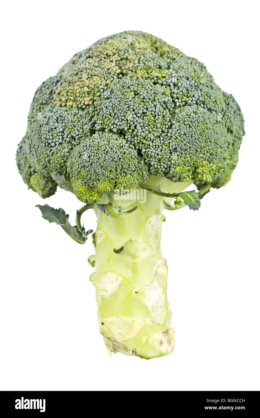 Fresh and healthy broccoli isolated on white background. Shallow depth ...