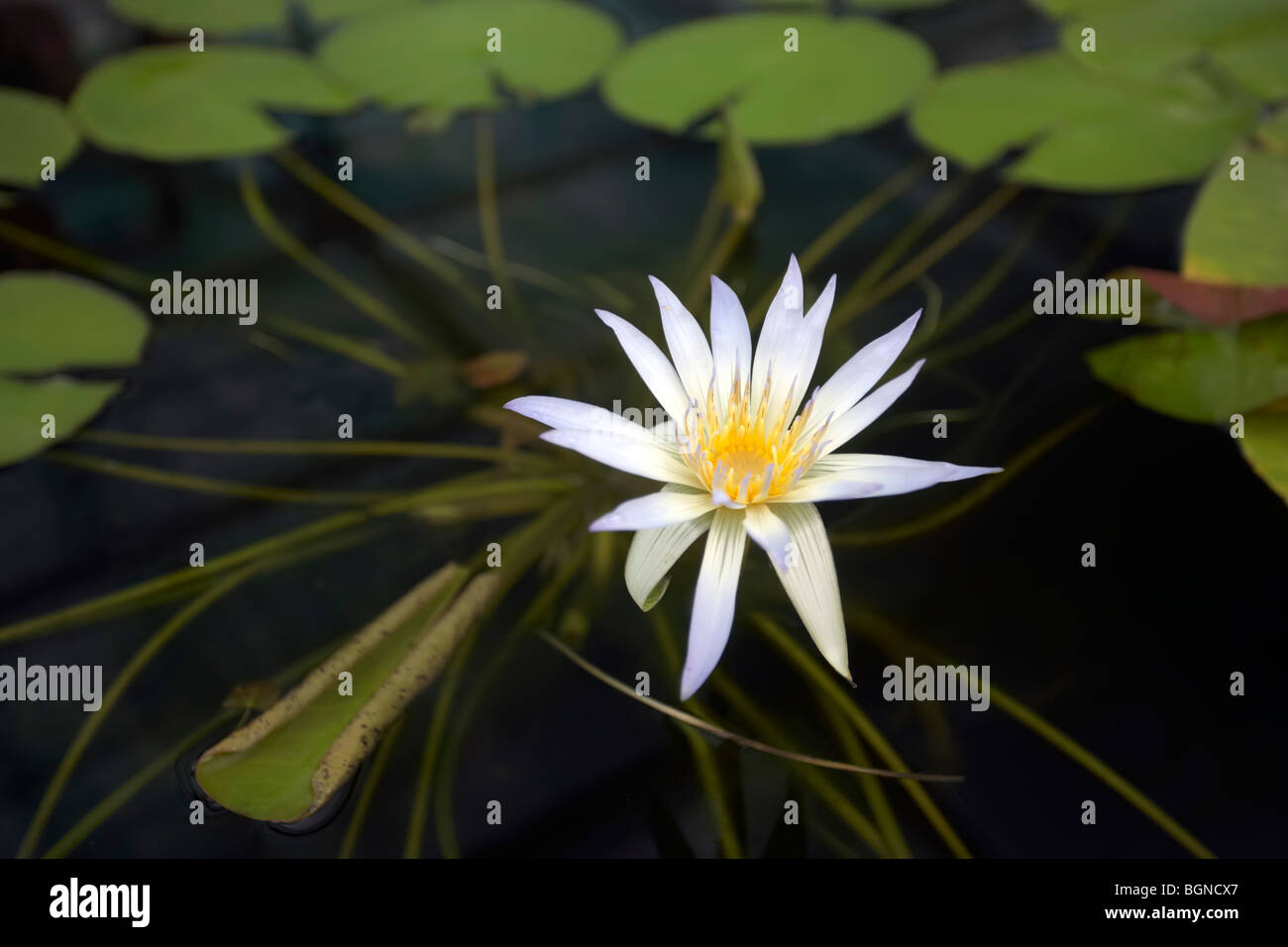Leaves nymphaeaceae water lily hi-res stock photography and images - Alamy