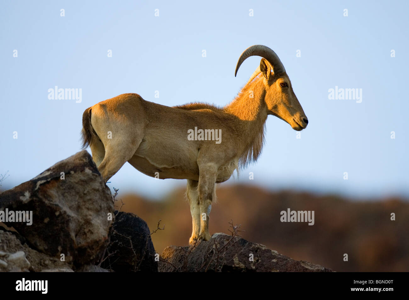 Berberschaf or aoudad hi-res stock photography and images - Alamy