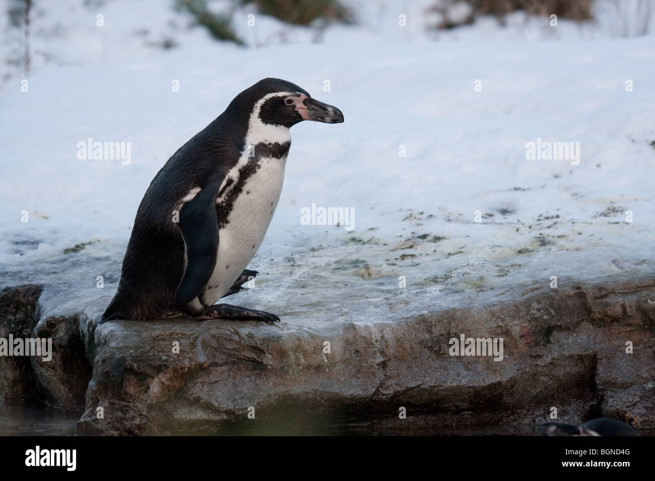 Humbolt penguin in snow Stock Photo - Alamy
