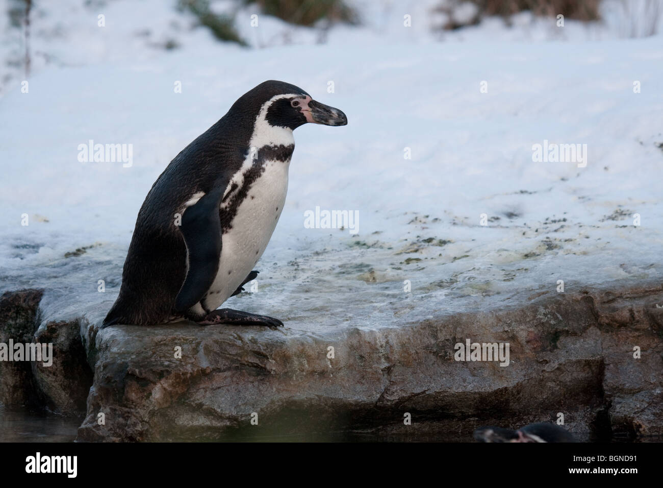 Humbolt penguins in snow Stock Photo - Alamy
