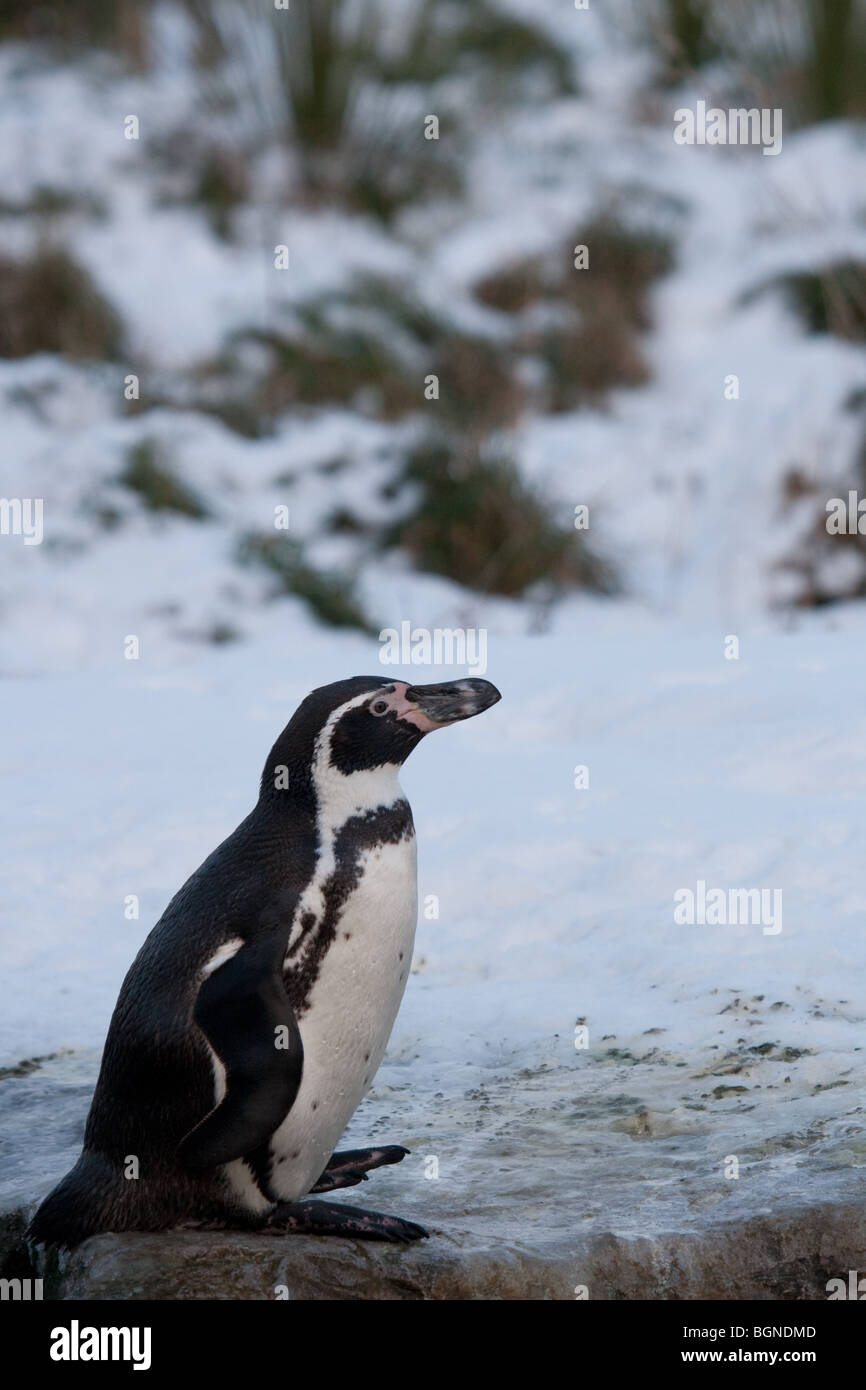 Humbolt penguin in snow Stock Photo - Alamy
