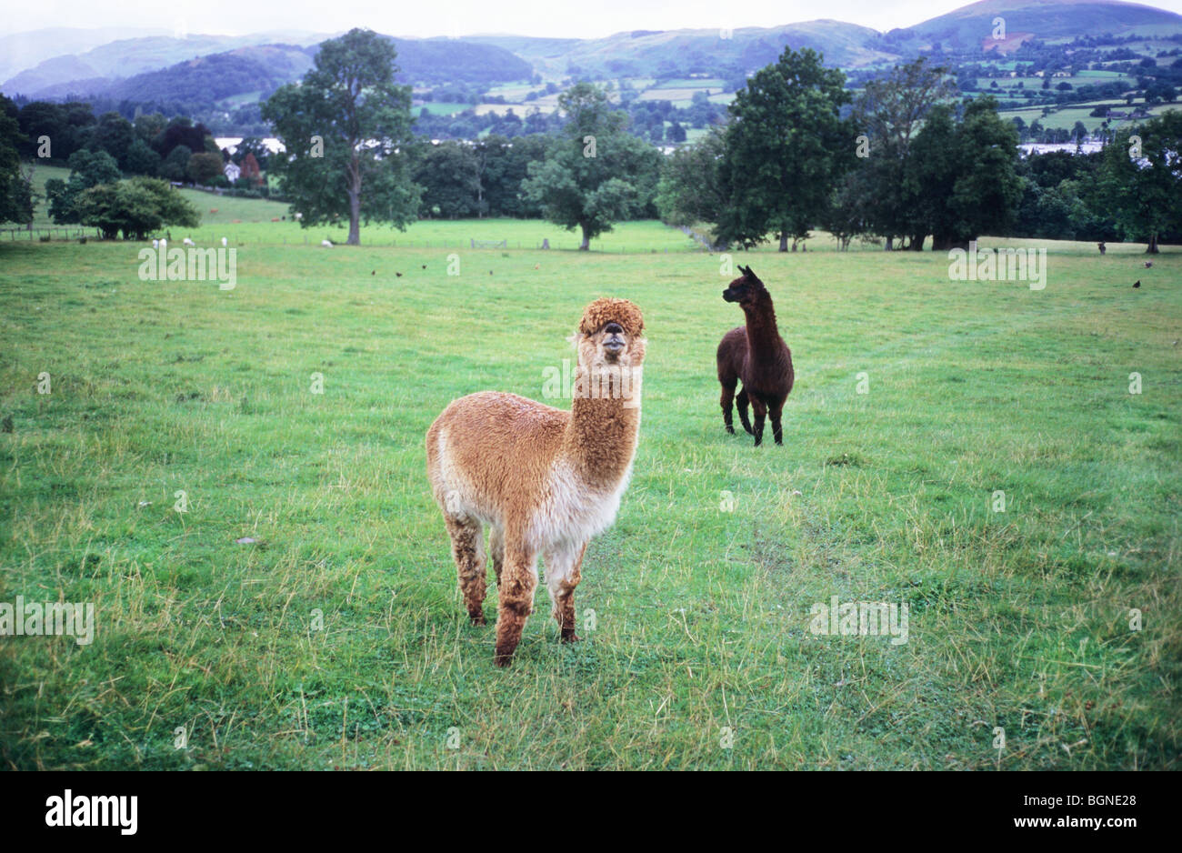 Alpaca's in the UK. Camelid Family. Types of Alpaca, Huacaya and Suri ...