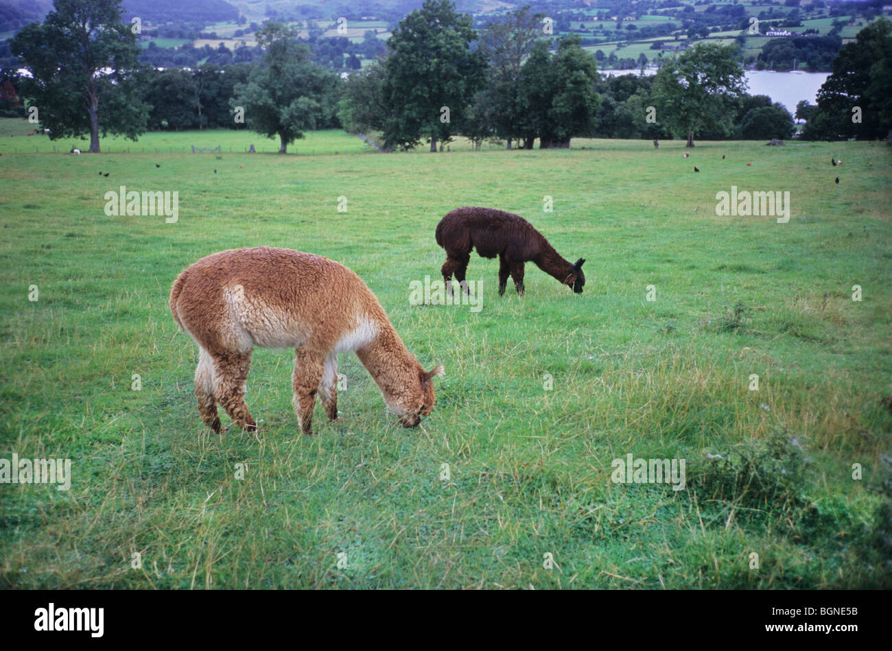 Alpaca's in the UK. Camelid Family. Types of Alpaca, Huacaya and Suri ...