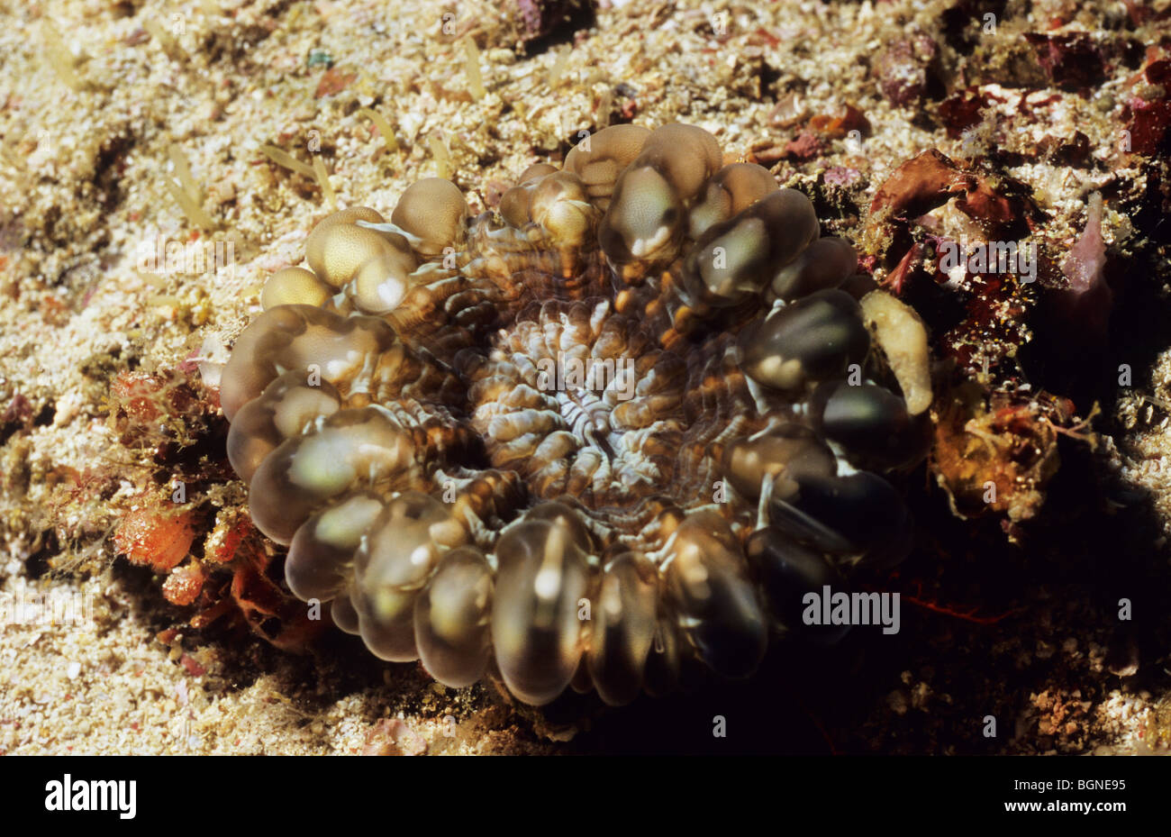 Bubble coral. Zoantharia. Amazing underwater marine life in the Flores ...