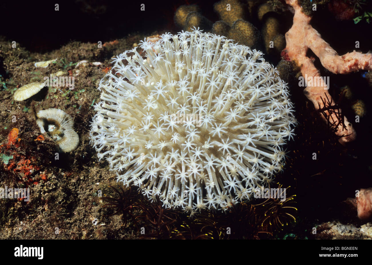 Long Polyp Leather Coral. Amazing underwater marine life in the Flores ...