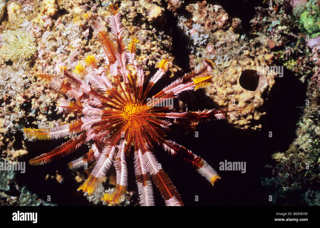 Featherstar. Palm Frond Featherstar. Amazing underwater marine life in ...