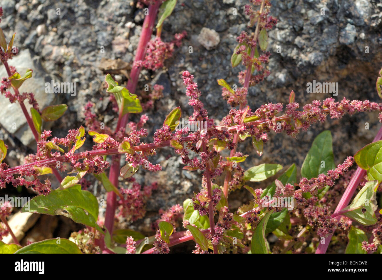 Many seeded goosefoot hi-res stock photography and images - Alamy