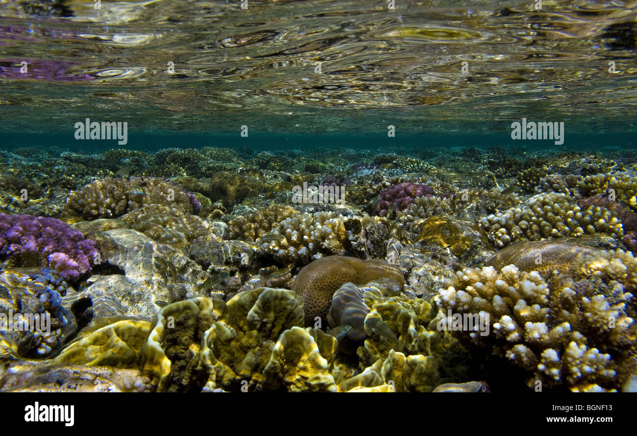 Coral in the reef roof hi-res stock photography and images - Alamy