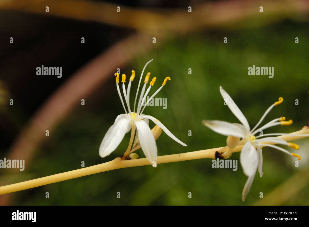 Spider plant chlorophytum comosum flowers hi-res stock photography and ...