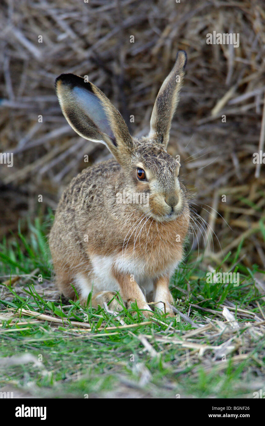 Wildlife portugal hi-res stock photography and images - Alamy