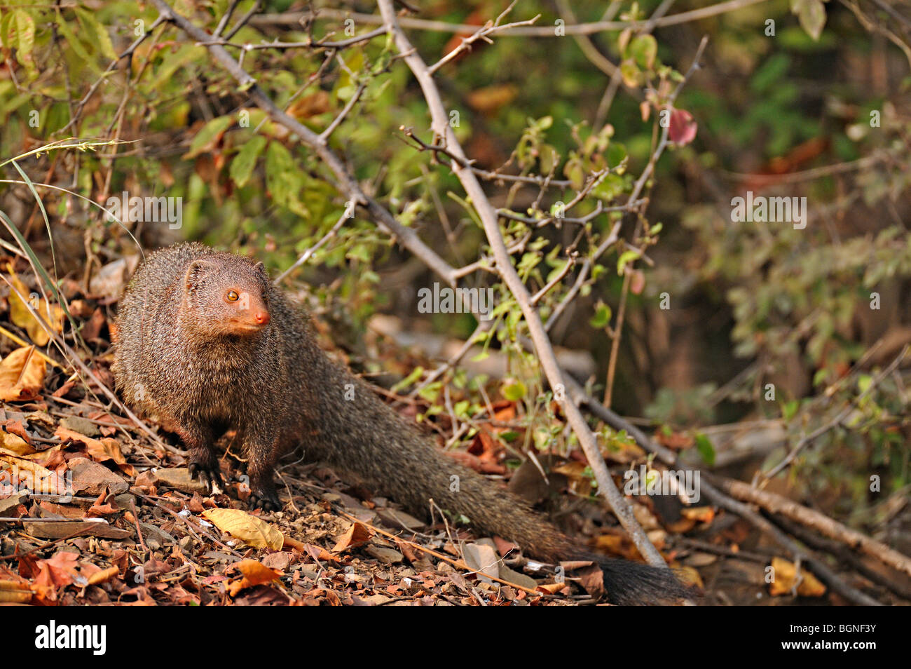 Ruddy mongoose hi-res stock photography and images - Alamy