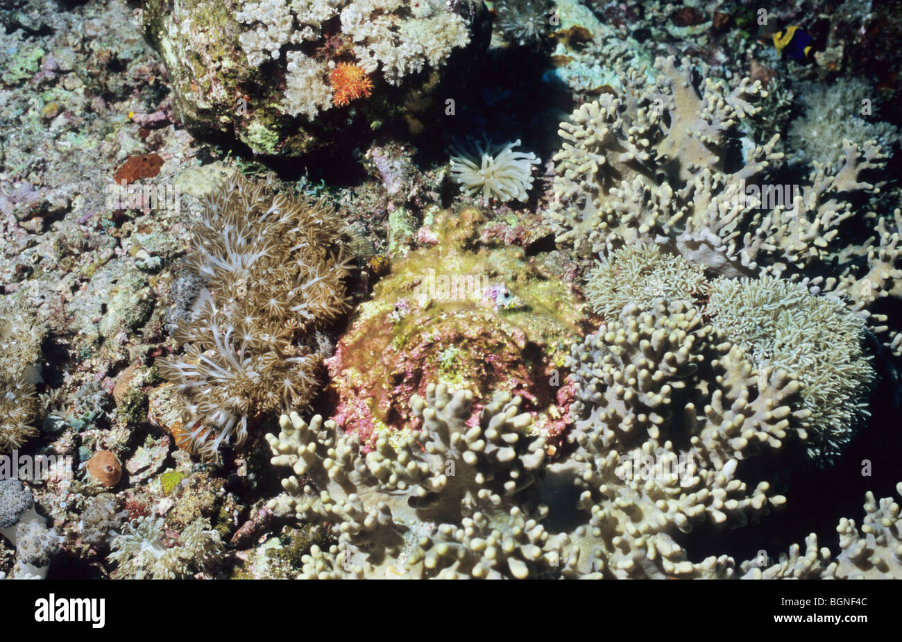 Large Stonefish awaits its prey. highly venomous fish.Underwater marine ...