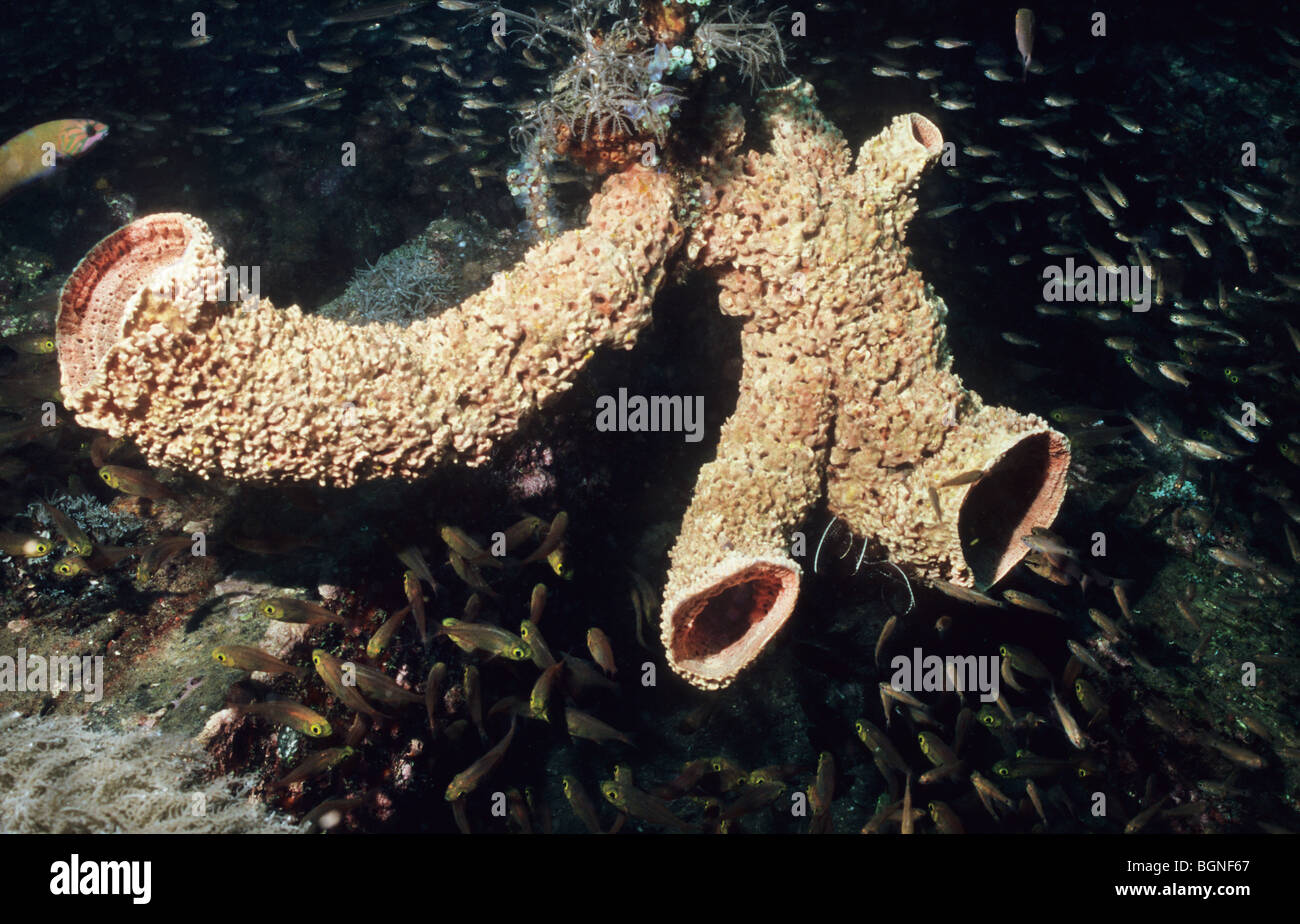 Photographing Amazing Underwater Stock Photos & Photographing Amazing ...