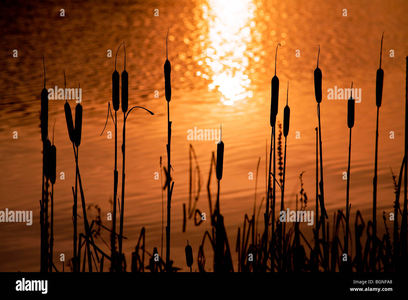 Bullrush Silhouette High Resolution Stock Photography and Images - Alamy