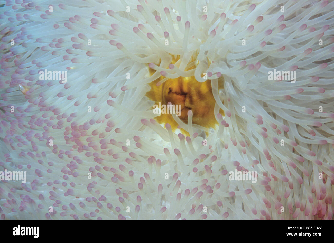 Colourful marine creatures scuba diving holidays tourism sea anemone hi ...