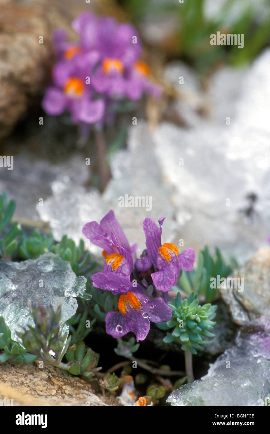 Alpine toadflax linaria alpina hi-res stock photography and images - Alamy