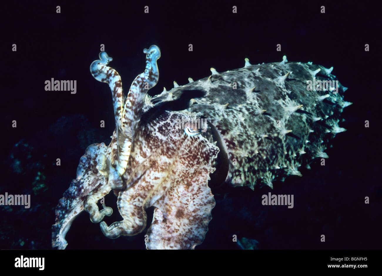 Broadclub Cuttlefish, side view.Underwater marine life in the Flores ...