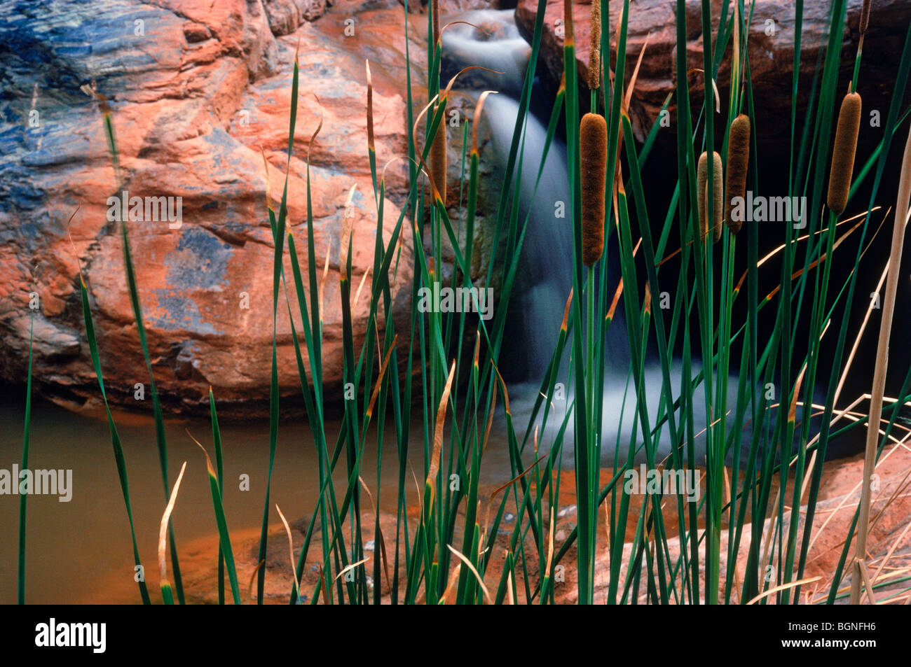 Small steam and waterfall behind cattails inside Grand Canyon Arizona ...