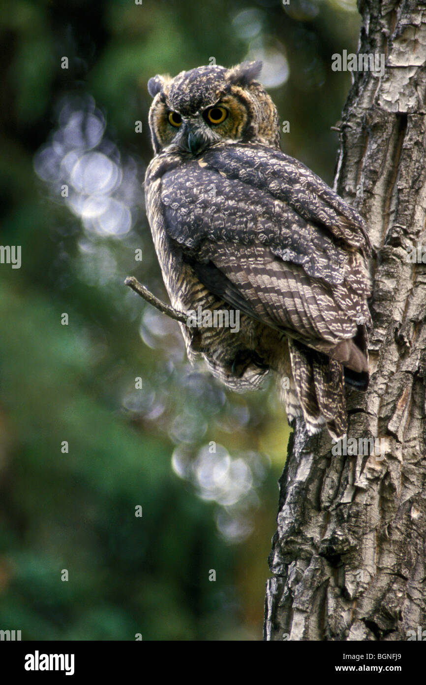 North american taiga hi-res stock photography and images - Alamy