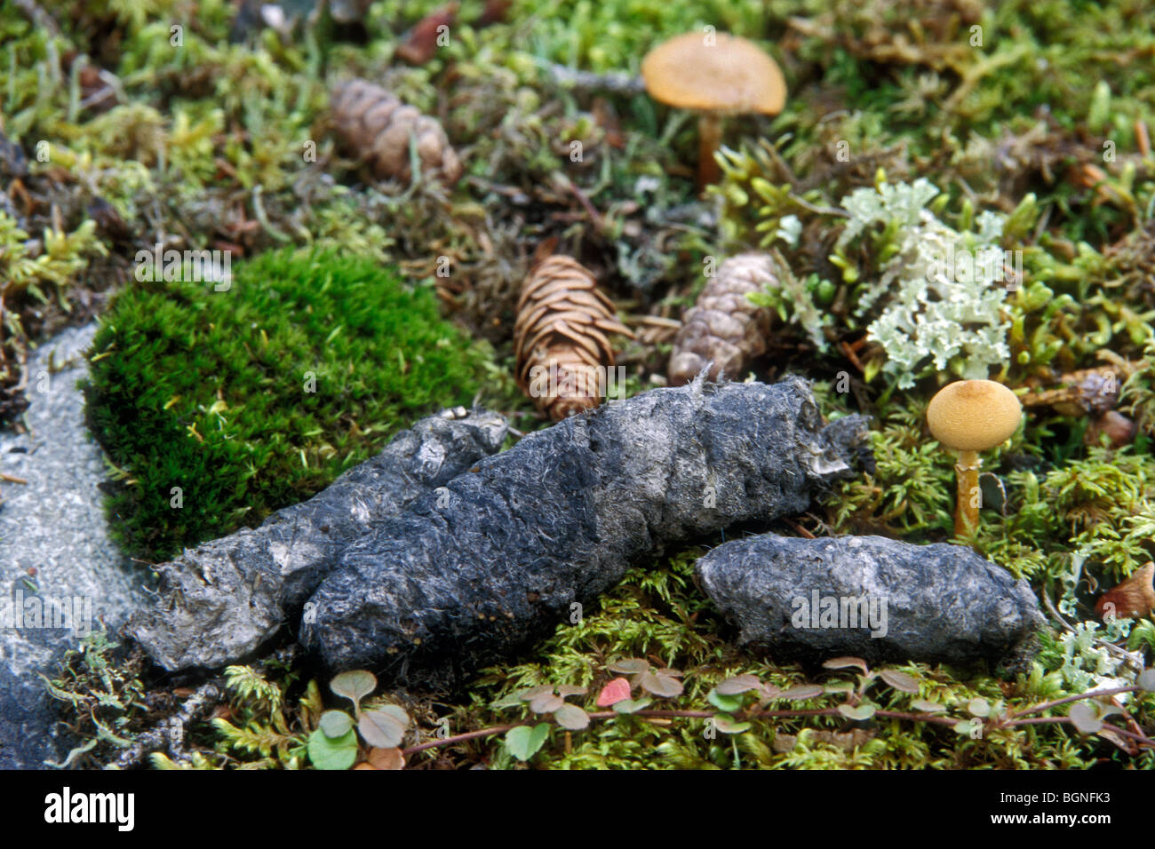 Regurgitated Great Horned Owl (Bubo virginianus) pellets on taiga ...