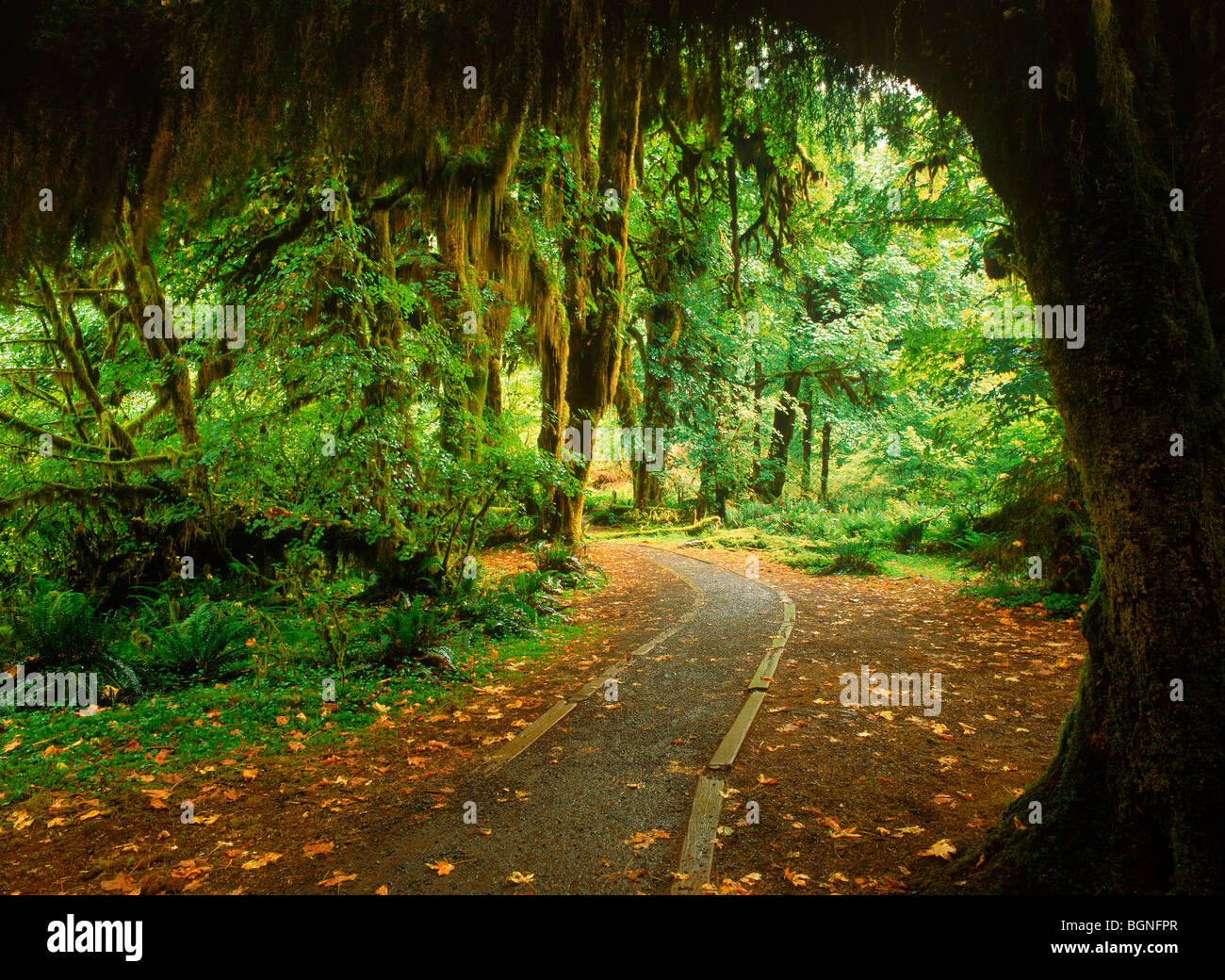 Hoh river valley hi-res stock photography and images - Alamy
