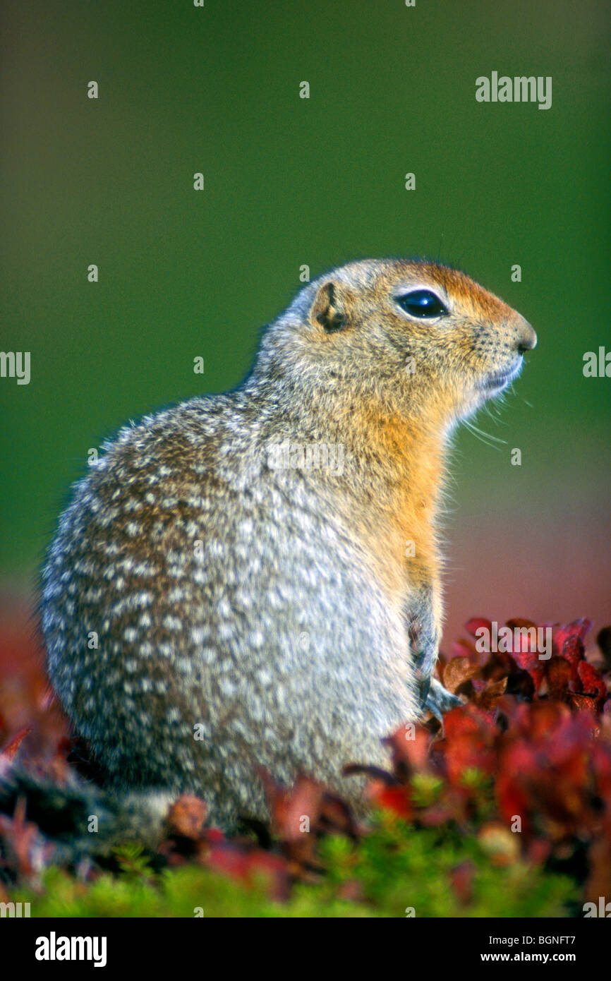Arctic / Parry's ground squirrel (Urocitellus parryii / Spermophilus ...