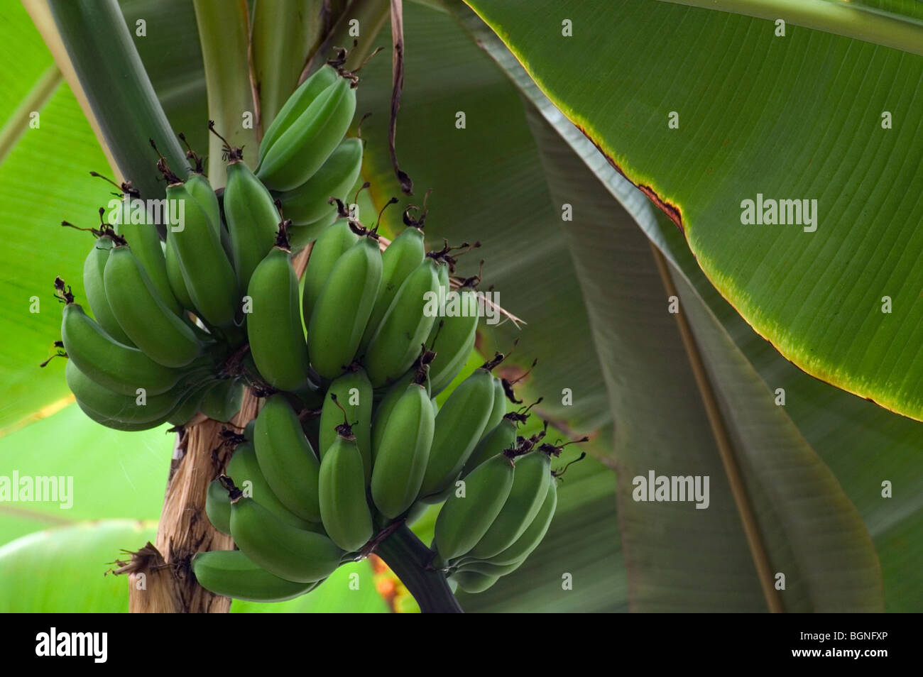 Blood bananas (Musa zebrina), Java, Sumatra, Indonesia Stock Photo - Alamy