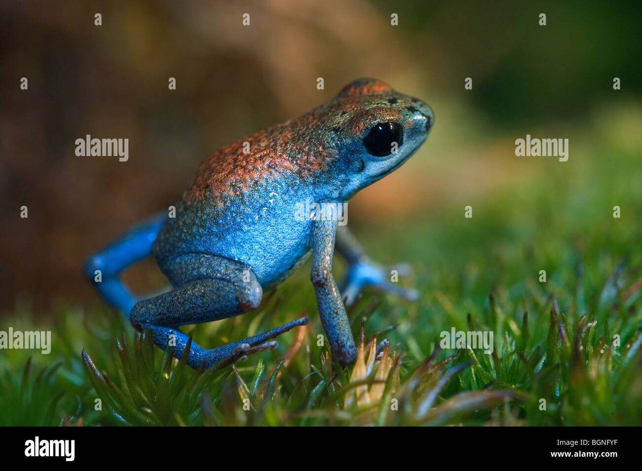 Strawberry poison frog / strawberry poison-dart frog (Oophaga pumilio ...