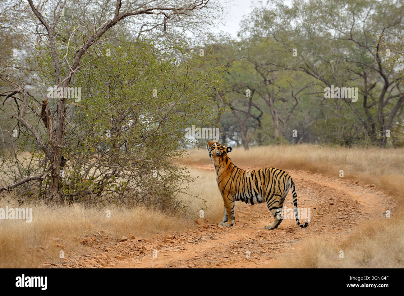 Tiger crossing the road hi-res stock photography and images - Alamy