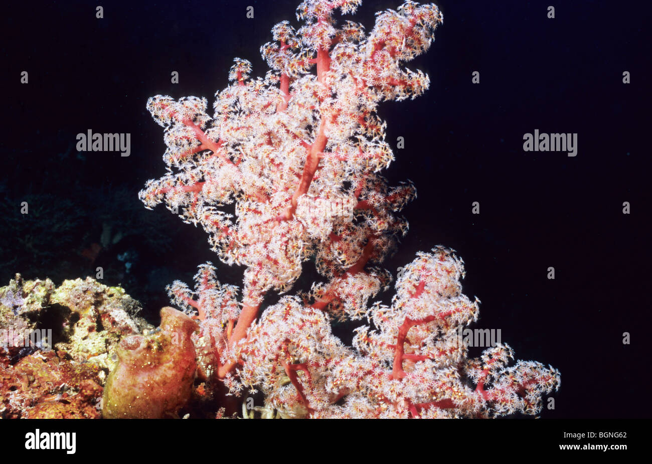 Underwater marine life. Flores Sea. Komodo. Indonesia. Soft coral Stock ...