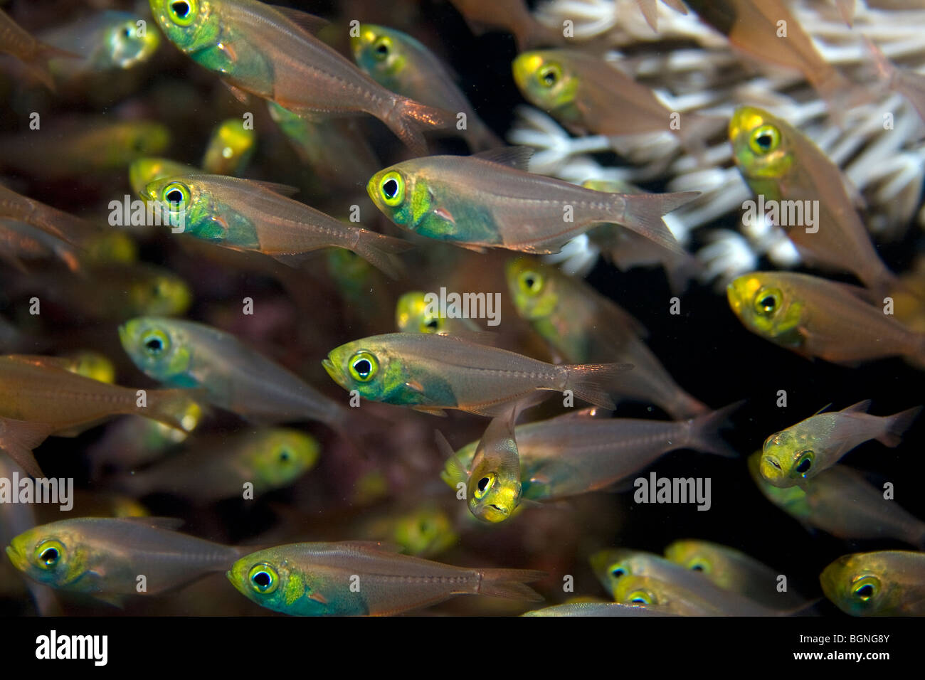 Glass fish hi-res stock photography and images - Alamy