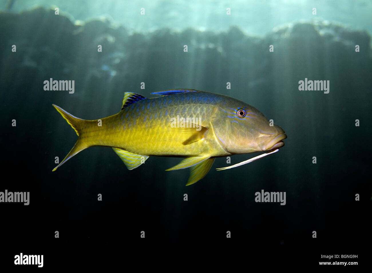 Reef roof with corals hi-res stock photography and images - Alamy